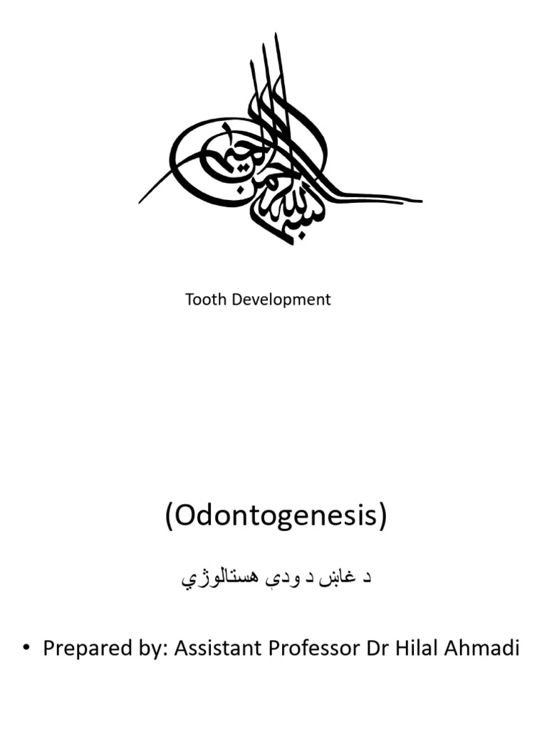 6-Tooth Development Histology | PDF