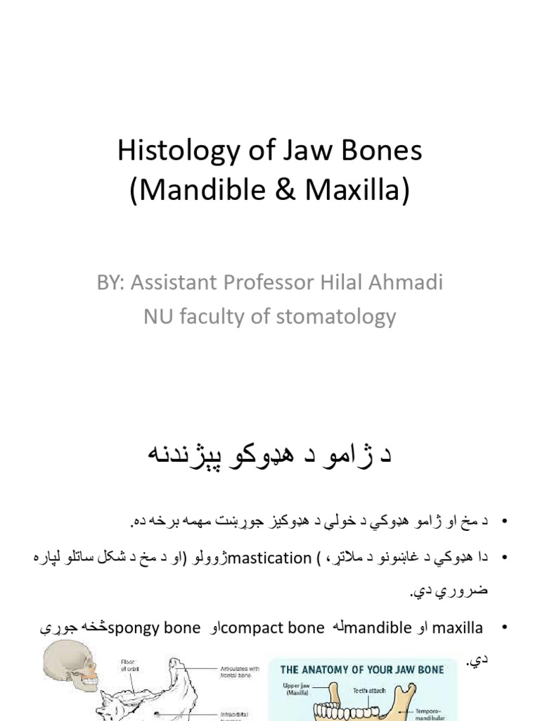 4, Jaw Bone Histology Presentation | PDF
