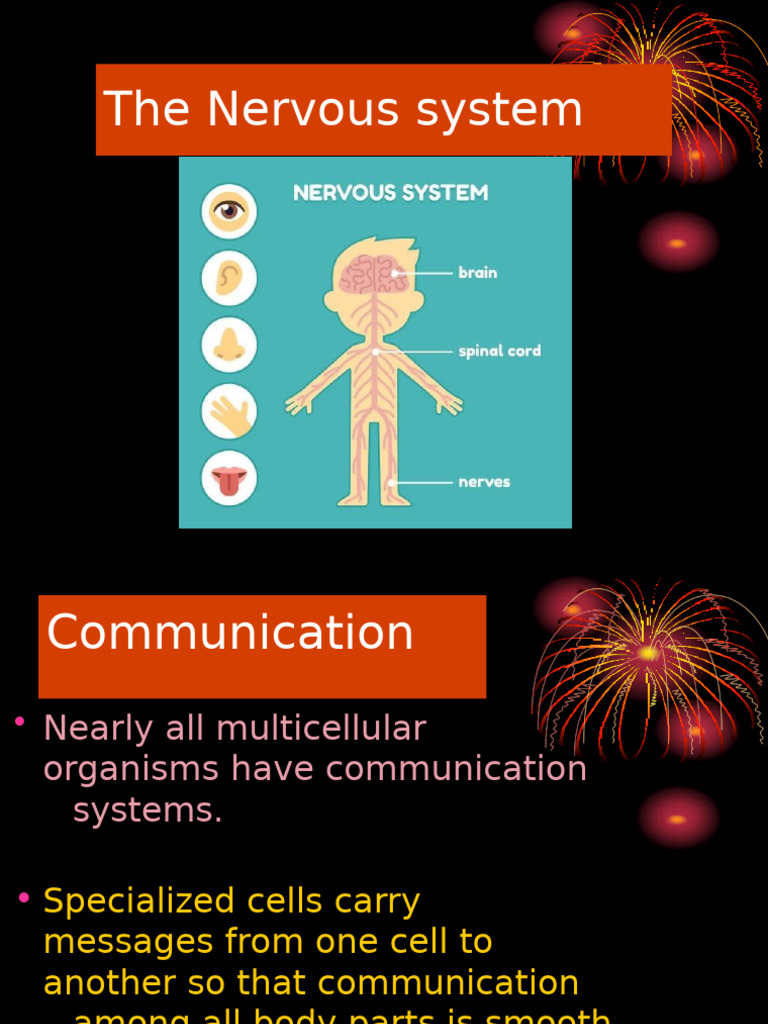 Lec 1 The Nervous System | PDF | Nervous System | Central Nervous System