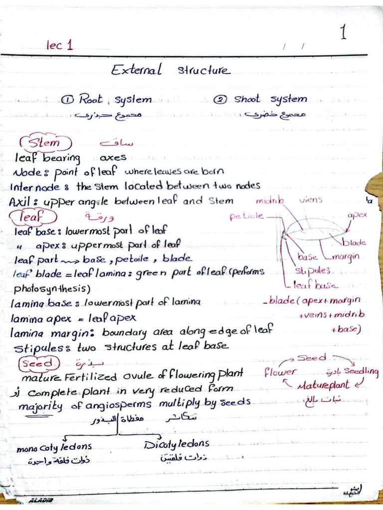 Botany Lecs | PDF