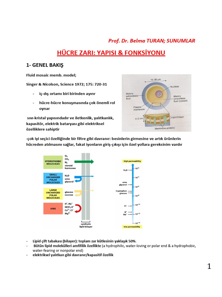 Prof. Belma Turan Hücre Zari Bi̇yofi̇zi̇ği̇ | PDF