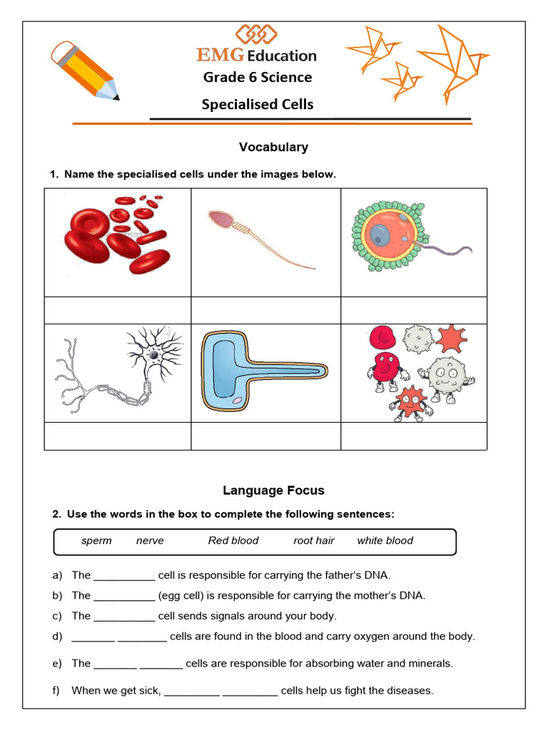 Grade 6 Specialized Cells Vocabulary | PDF