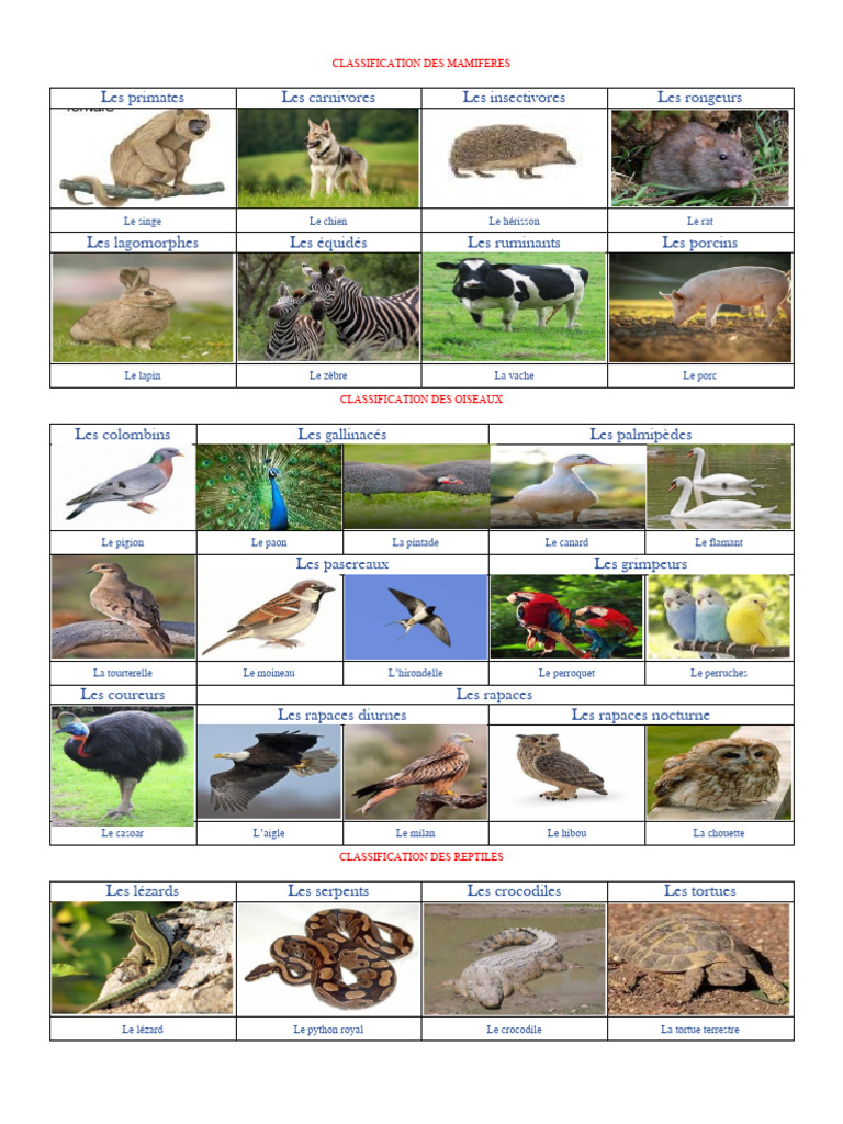 Classification des Mammifères, Oiseaux et Reptiles | PDF