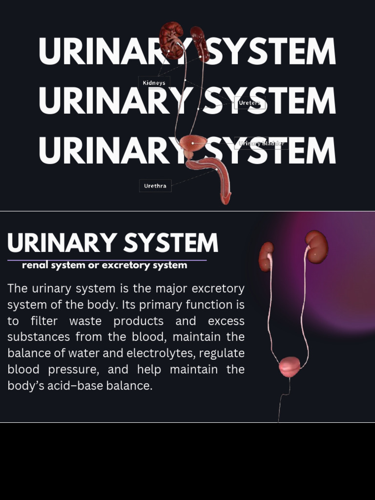THE URINARY SYSTEM (EXCRETORY SYSTEM) ANATOMY & PHYSIOLOGY | PDF ...