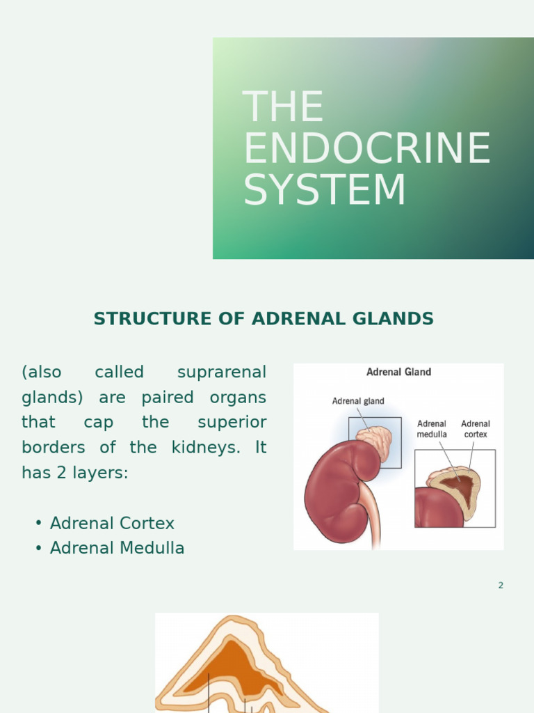 Endocrine Part 2 in Anatomy & Physiology | PDF | Adrenal Gland | Pancreas