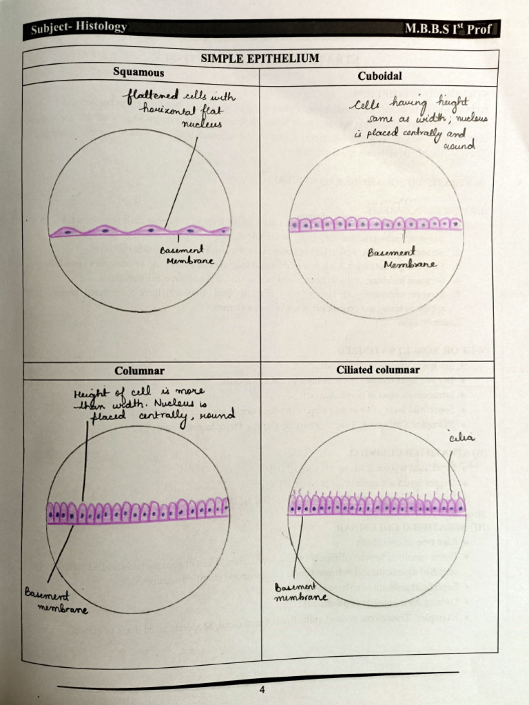 Histology File. | PDF