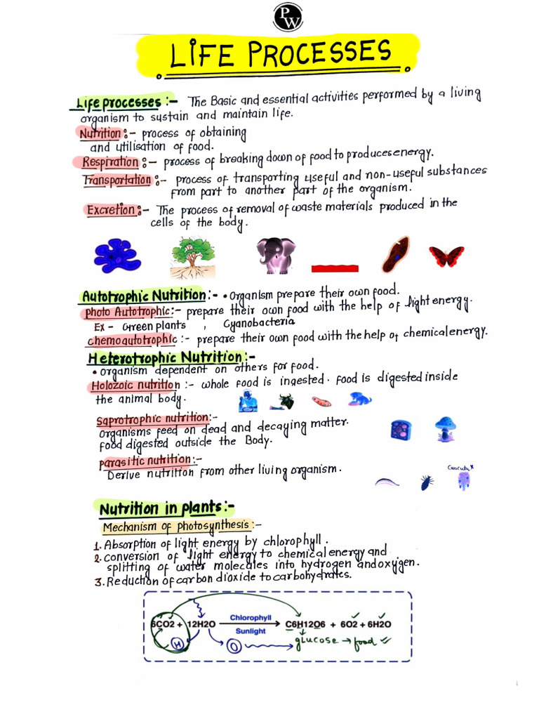 Life Processes - Handwritten Notes - Samridhi Sharma Class 9 & 10 | PDF
