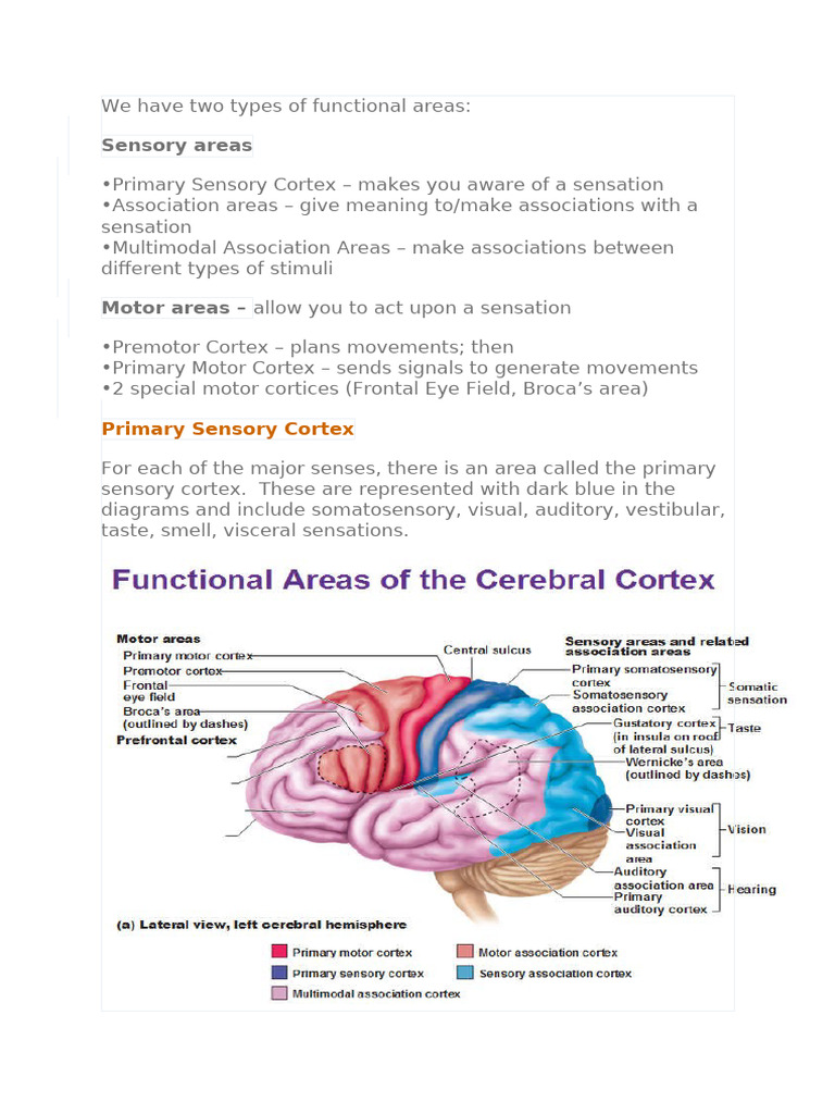 functional areas of cerebral cortex anatomy detailed | PDF | Cerebral ...