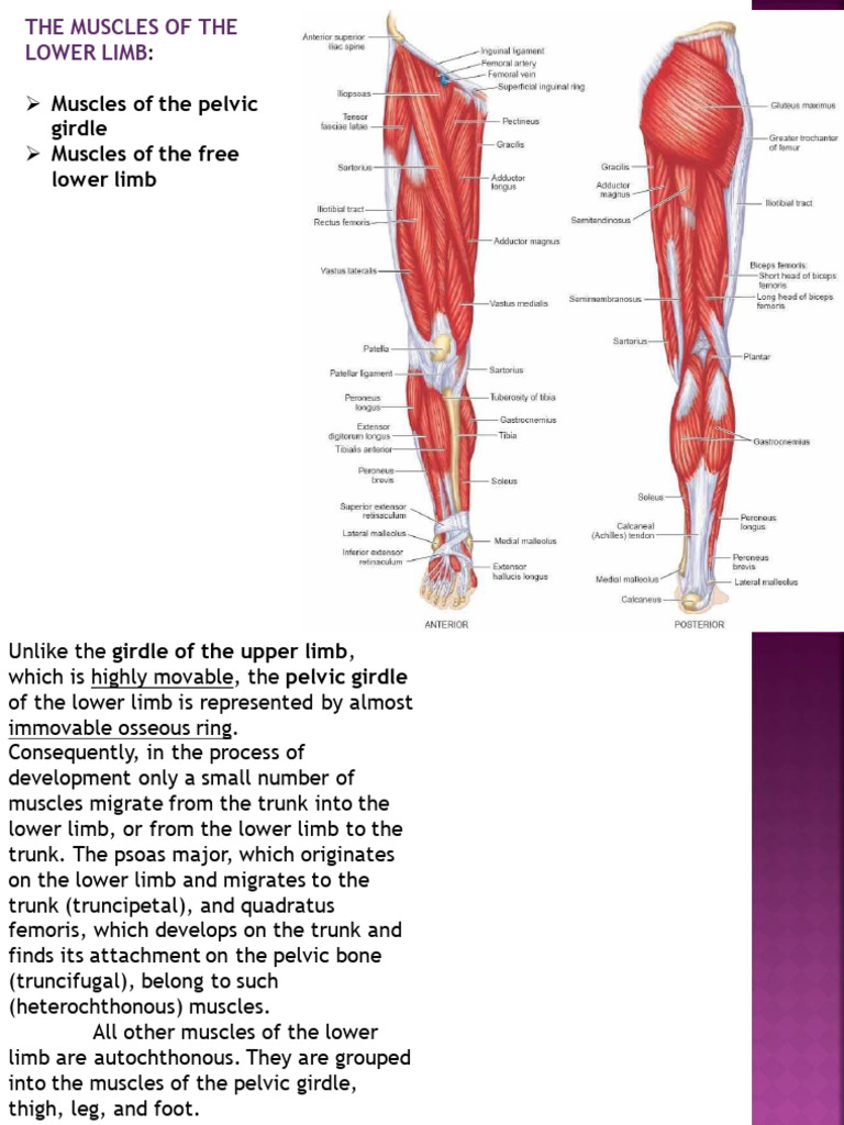 Muscle of lower limb. | PDF | Human Leg | Foot