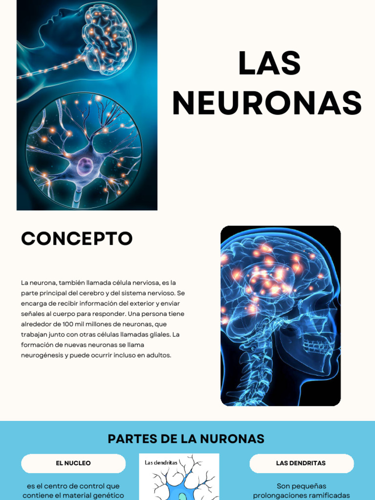 Semana 1 La Neurona Grupo 2 (1) | PDF | Neurona | Serotonina