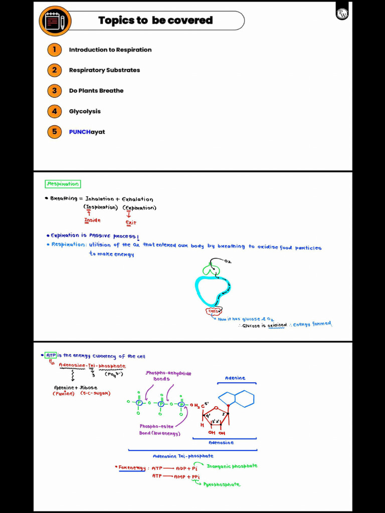 Respiration in Plants Class Notes | PDF
