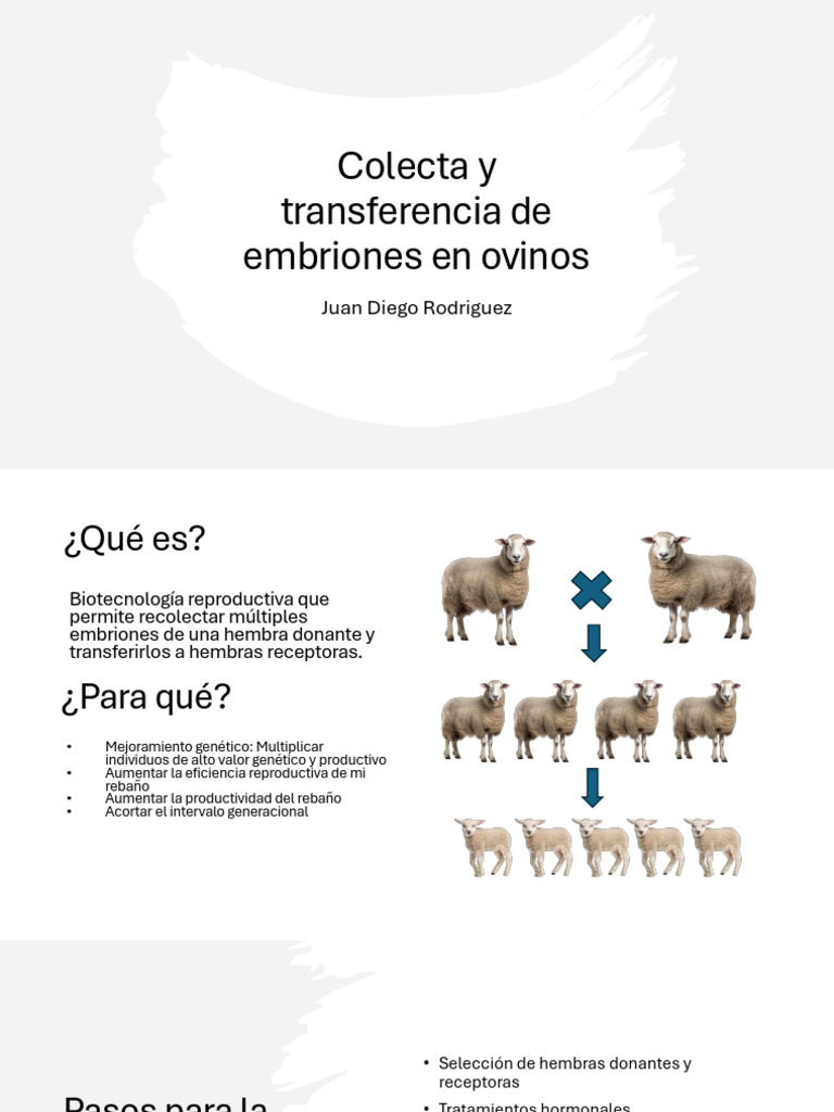 Colecta y Transferencia de Embriones en Ovinos | PDF | Reproducción ...