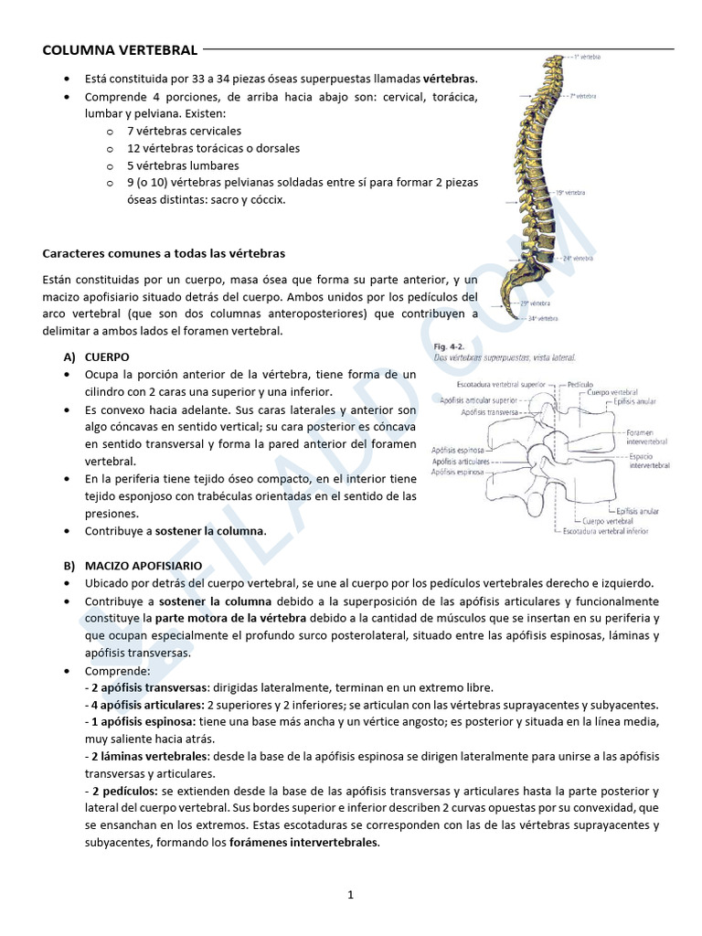 Estructura y Función de la Columna Vertebral | PDF | Vértebra | Tórax ...