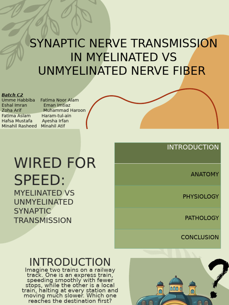 Myelinated Vs Unmyelinated Batch C2 | PDF | Myelin | Action Potential