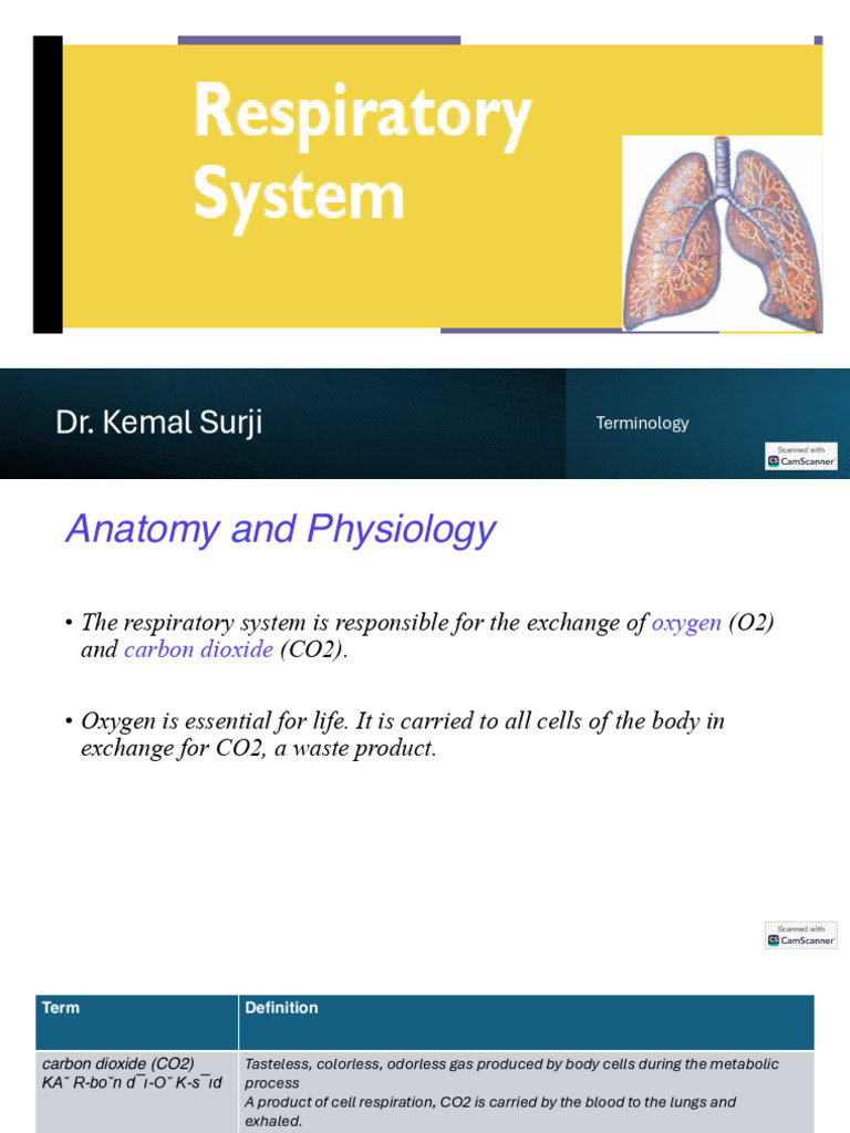 Respiratory System Terminology Guide | PDF | Lung | Respiratory System