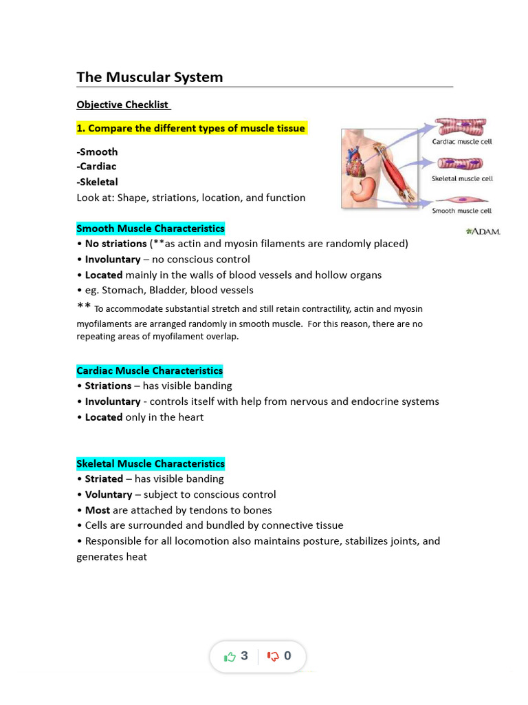 Muscular System Lecture Notes 4 - Compress | PDF | Muscle Contraction ...