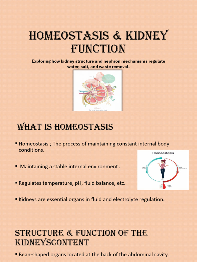 Kidney Function and Homeostasis Explained | PDF | Kidney | Homeostasis