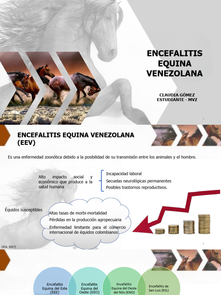 Encefalitis Equina Venezolana: Impacto y Prevención | PDF | Virus ...