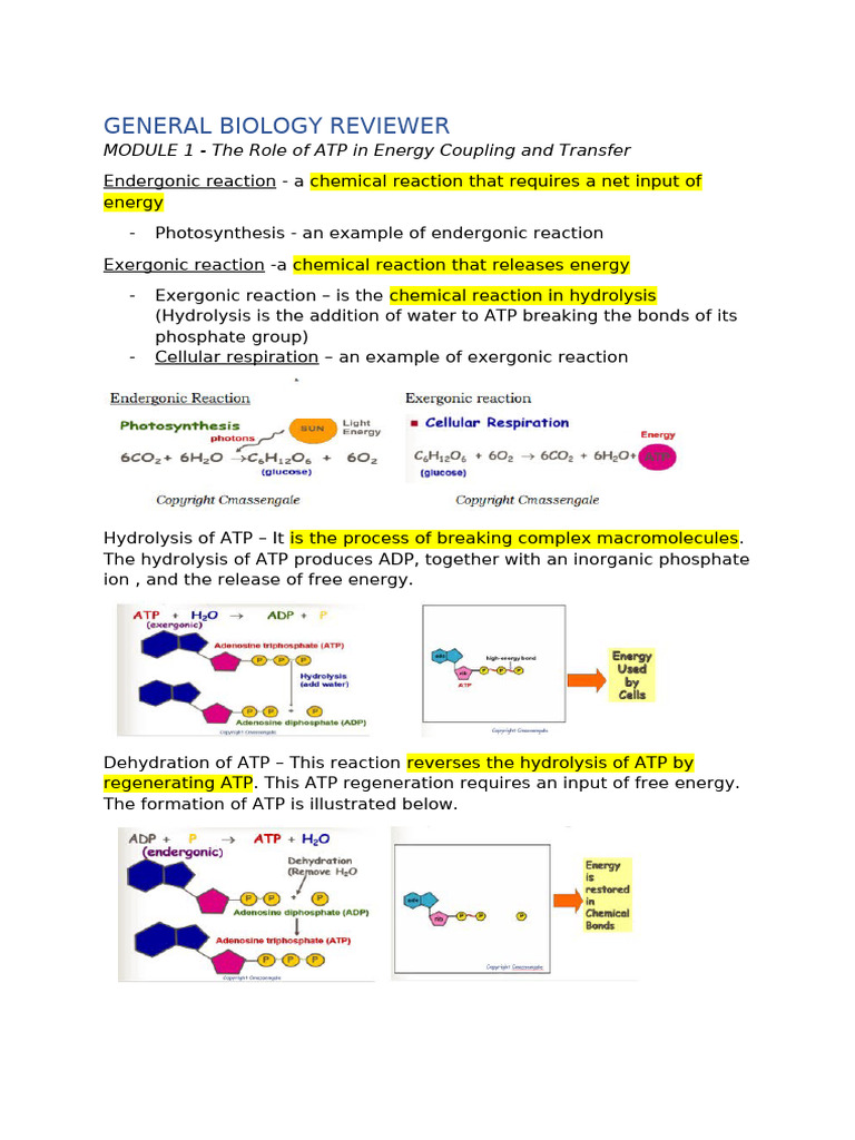 ATP, Photosynthesis, and Respiration Guide | PDF | Cellular Respiration ...