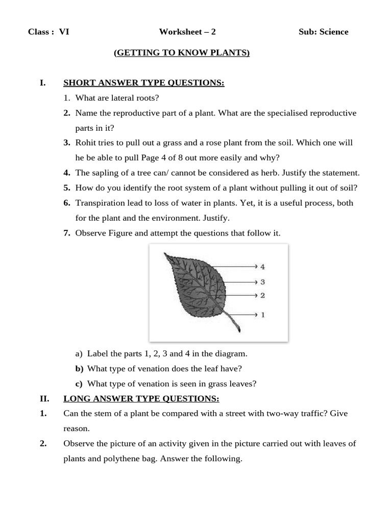 Getting to Know Plants - Ws2 | PDF | Leaf | Plants