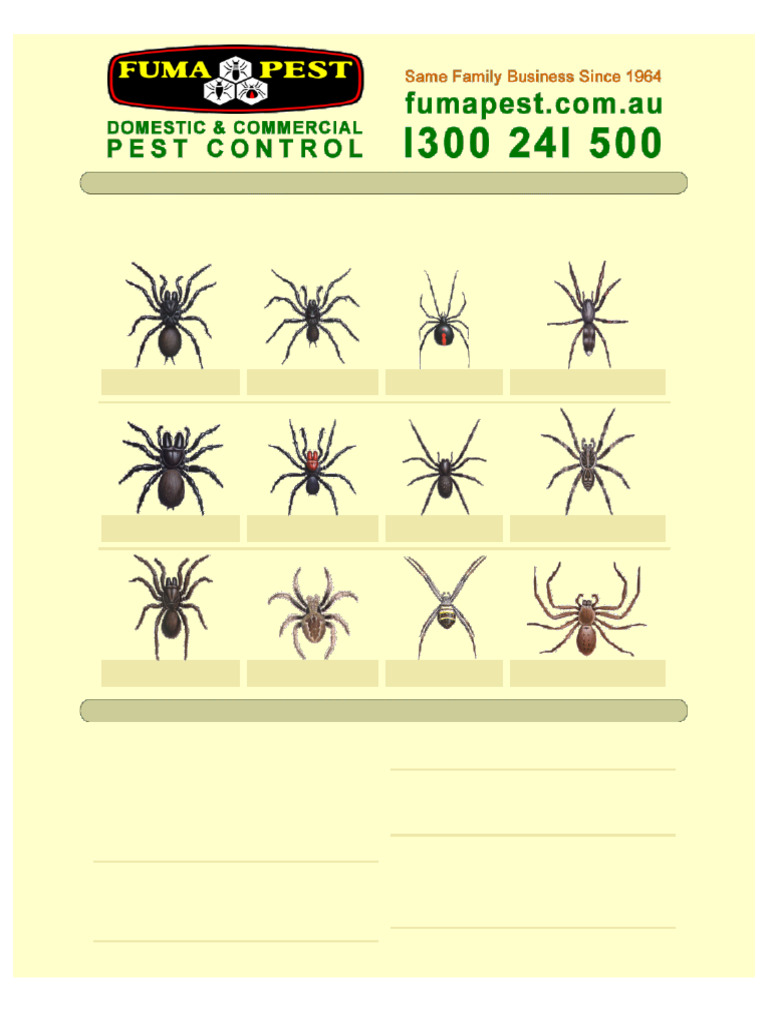 Venomous Australian Spiders Guide | PDF | Spider