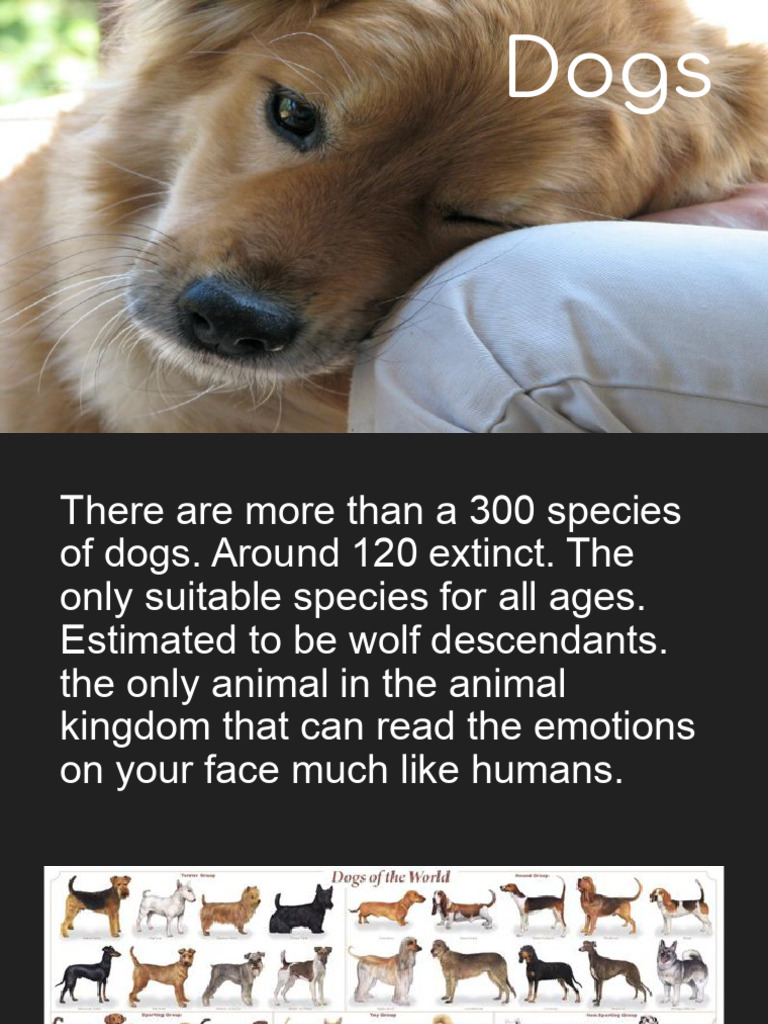 Fascinating Facts About Dogs | PDF