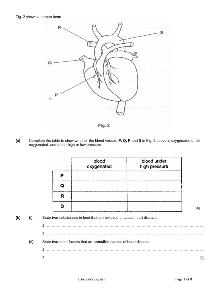 Blood Circulation 2 Pdf Circulatory System Blood Vessel
