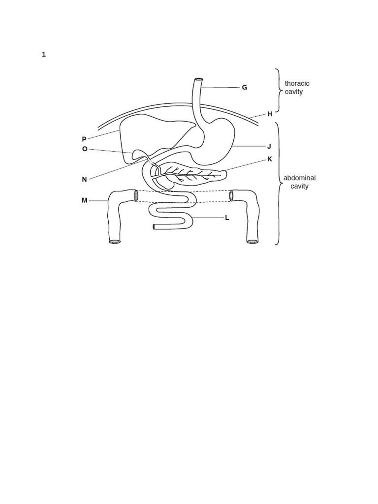 Human Digestive System Functions Explained | PDF | Bile | Digestion