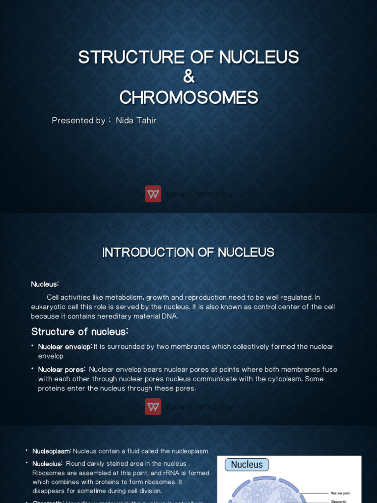 Structure of Nucleus | PDF | Cell Nucleus | Chromosome