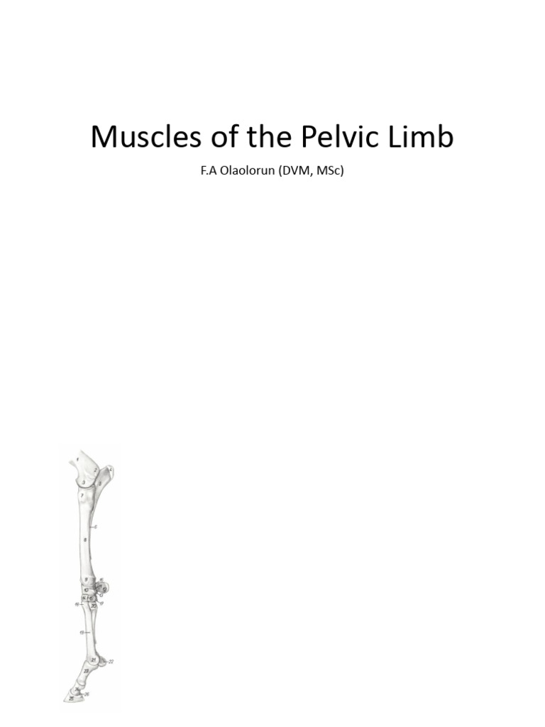 Muscles of The Pelvic Limb | PDF | Human Leg | Pelvis