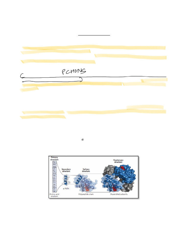 GE MOL_ Complete Protein Structure Part | PDF | Beta Sheet | Protein ...