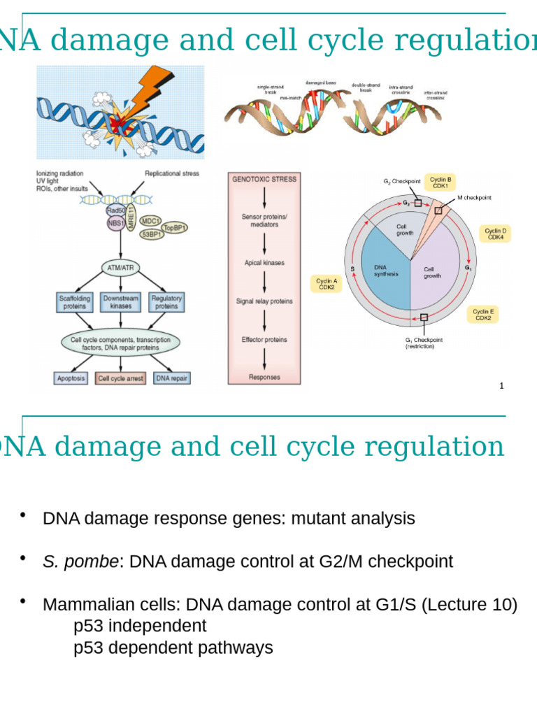 Cell Cycle Lecture 9 DNA Damage G2-M Checkpoint | PDF | Cell Cycle ...