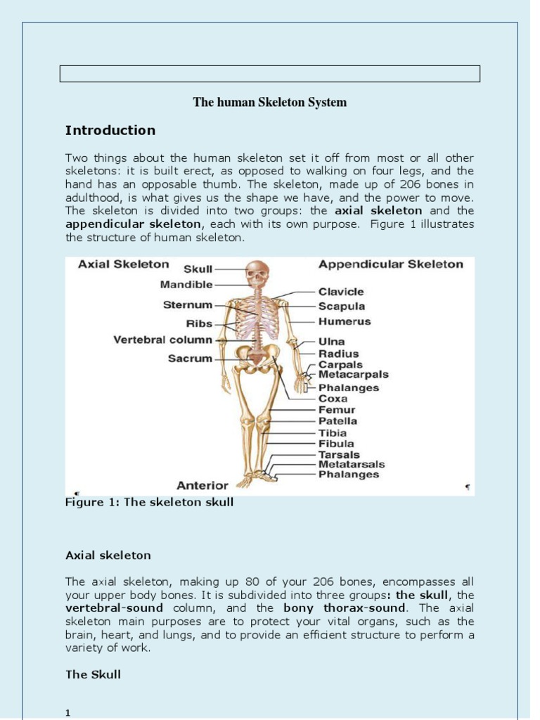 The Human Skeletal System | PDF | Vertebral Column | Skeleton