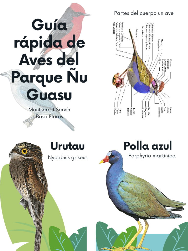 Guía Rápida de Aves Del Parque Ñu Guasu | PDF