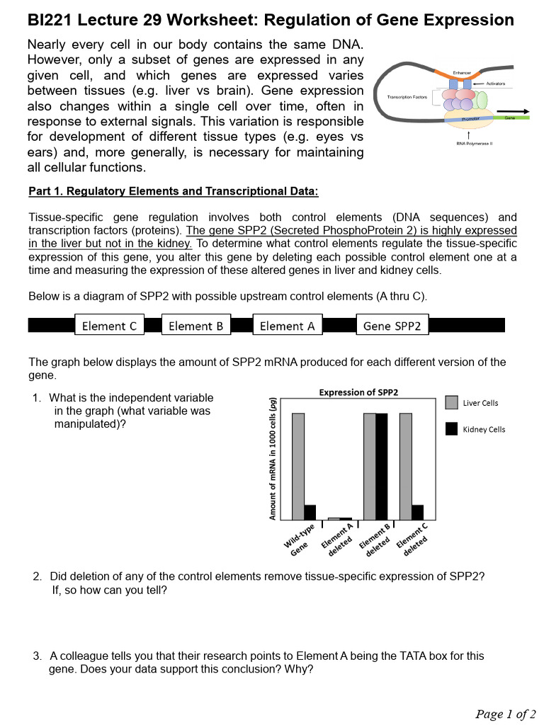 BI221 Lecture 29 GeneExpression Worksheet | PDF