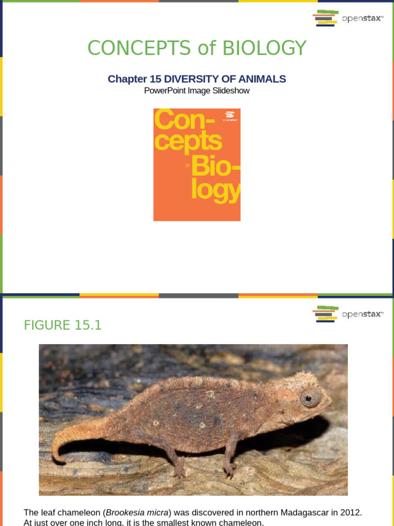 Diversity of Animal Life Explained | PDF | Zoology