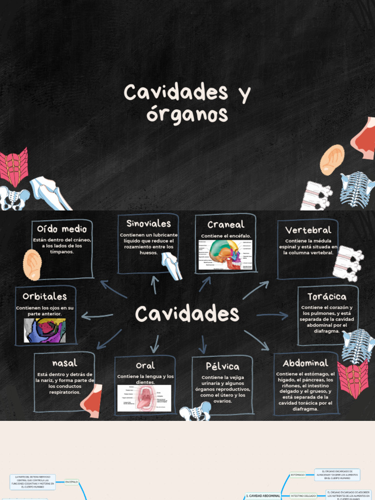 Cavidades y Órganos- Anatomía Humana_20251230_230706_0000 | PDF ...