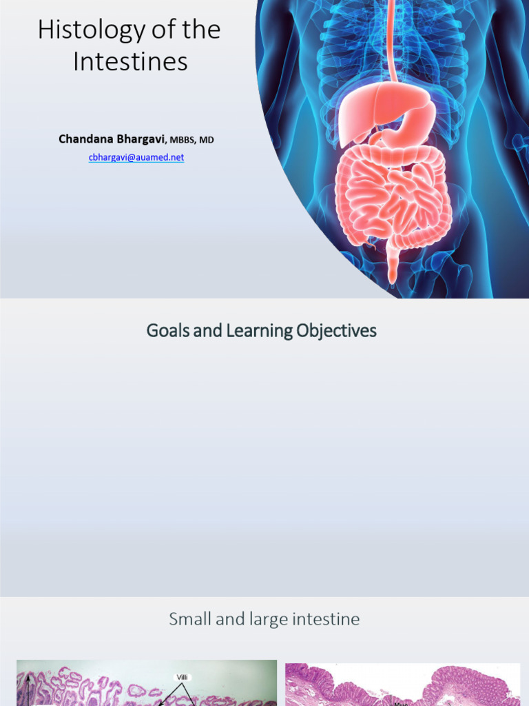 Histology of Intestines Dr. Chandana S2025 | PDF | Gastrointestinal ...