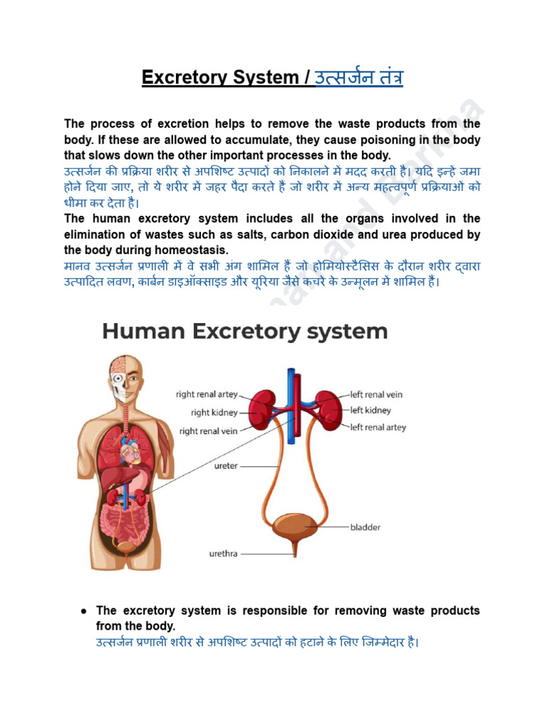 Excretory | PDF