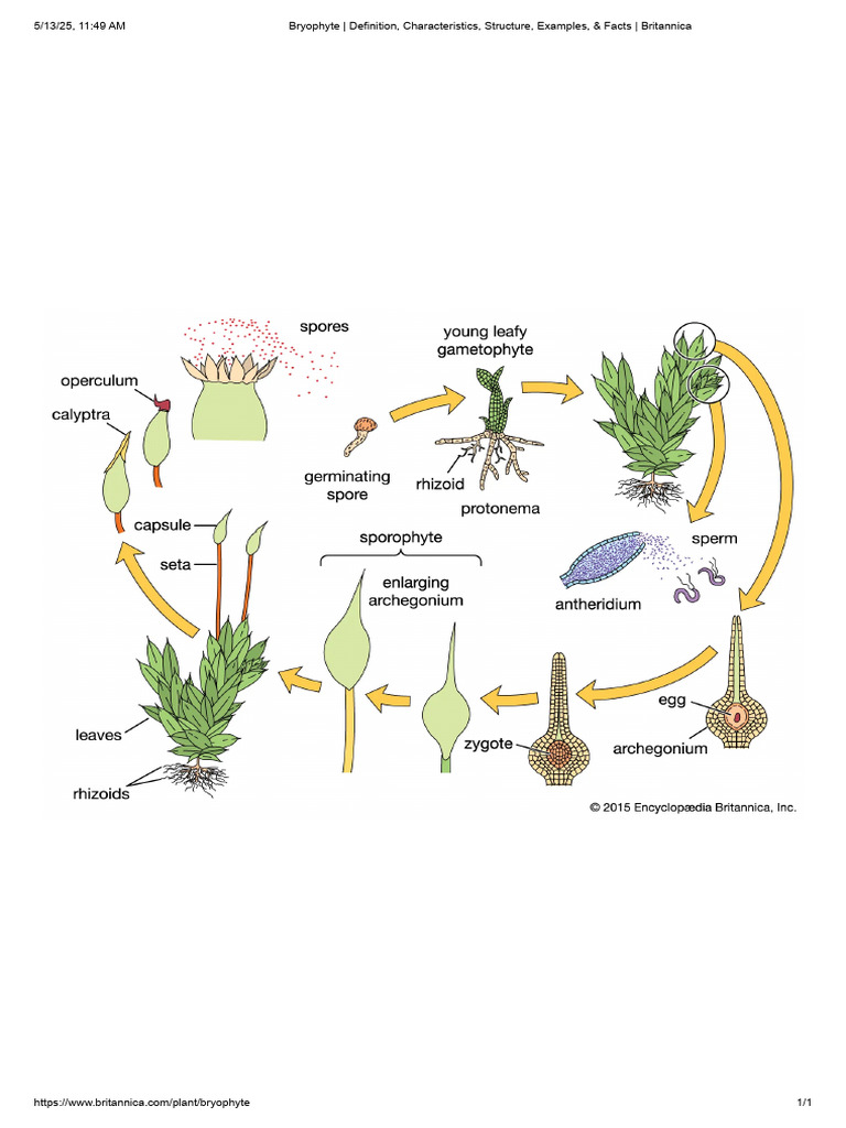 Bryophyte - Definition, Characteristics, Structure, Examples, & Facts ...