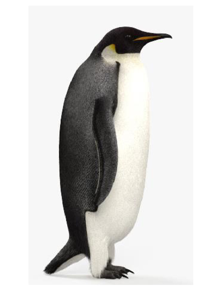 Pinguino Rey | PDF