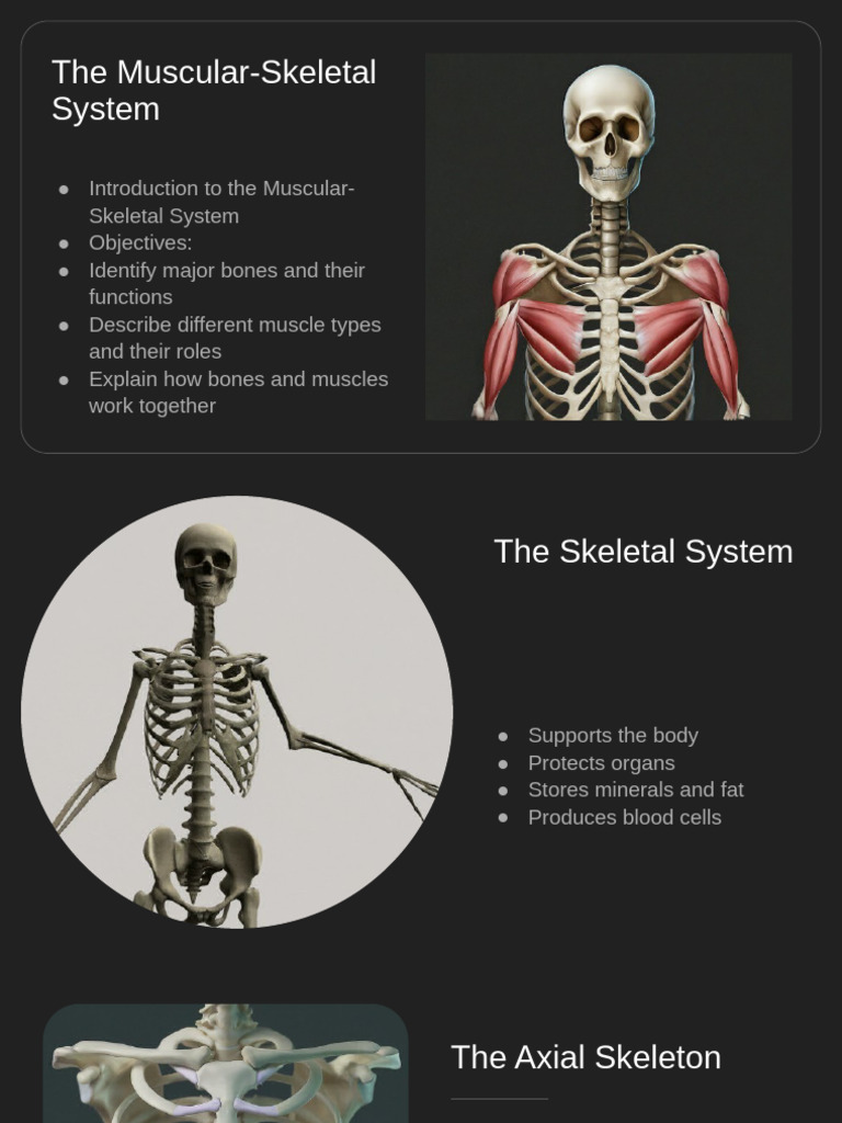 The Muscular-Skeletal System | PDF | Muscle Contraction | Skeletal Muscle