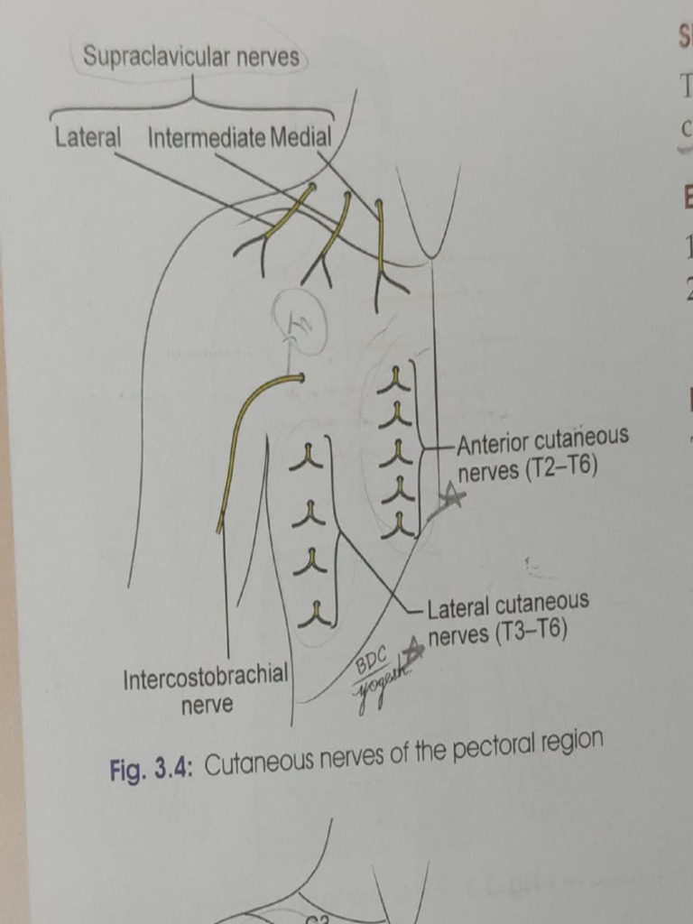 Anat Upper Limb | PDF