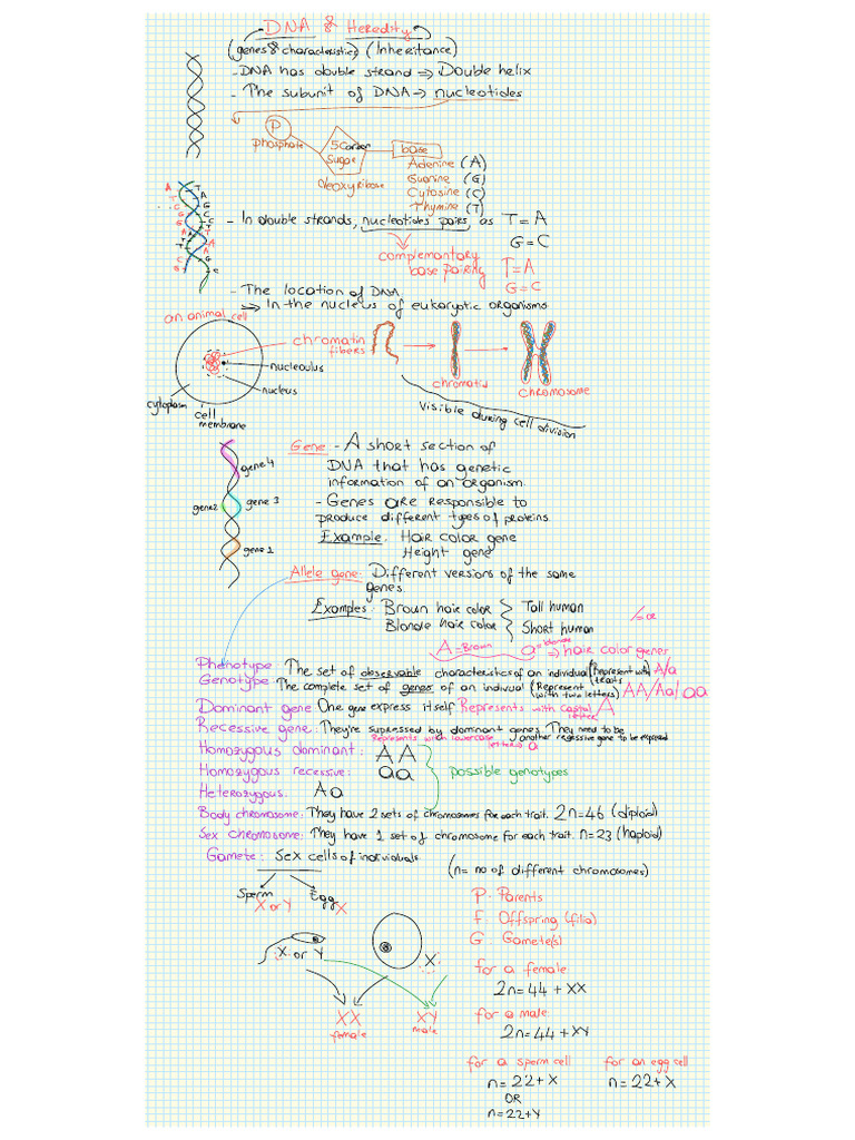 Dna and Heredity 1 | PDF