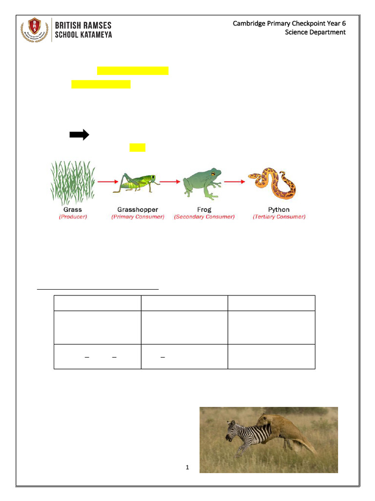 Summary Notes - Food Chains and Food Webs | PDF | Foods | Plants