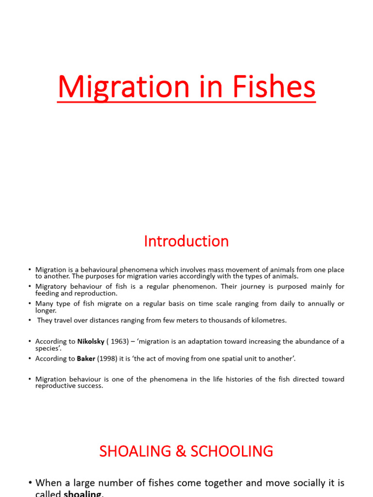 Understanding Fish Migration Patterns | PDF | Salmon | Fish