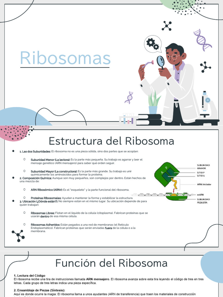 Rri Bosom As | PDF