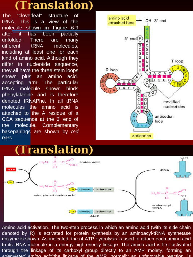 5th presentation | PDF | Translation (Biology) | Ribosome