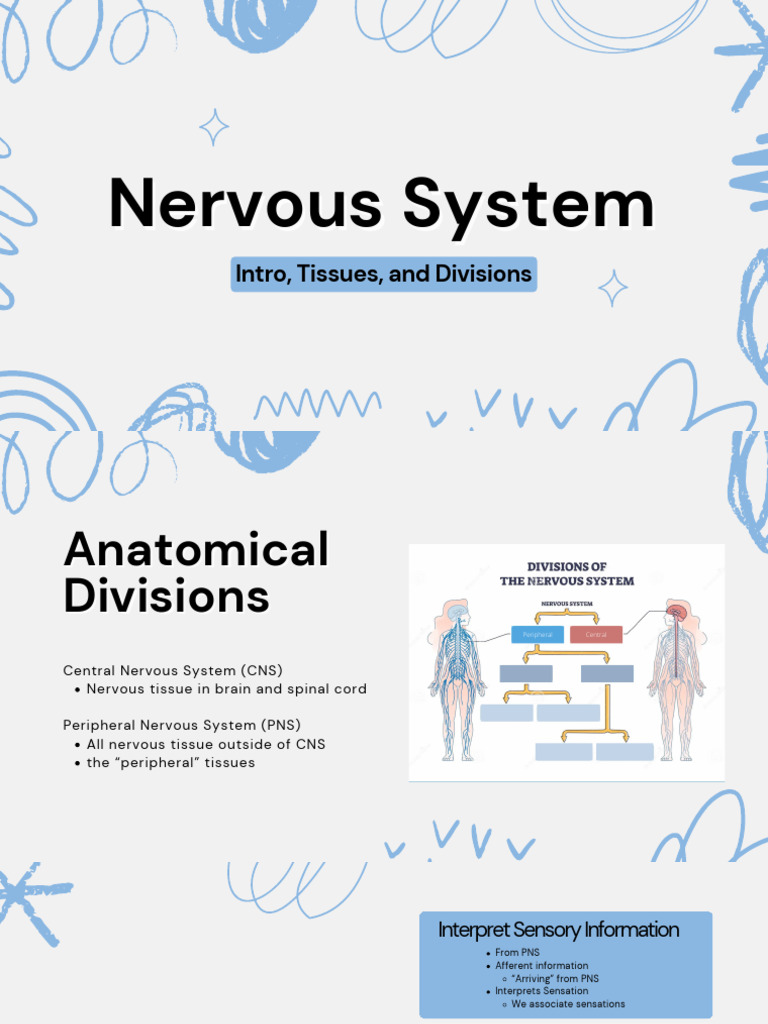 10-2 UTA Review SLIDES - Nervous System - Intro, Tissue & Divisions ...