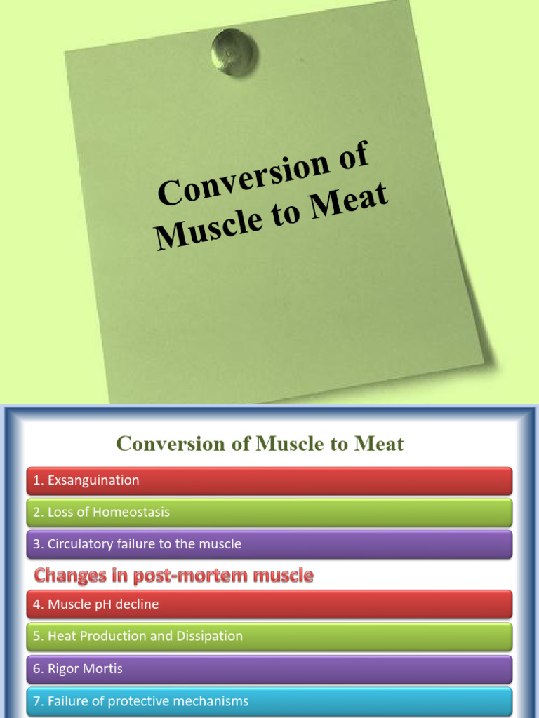 4conversion of Muscle To Meat | PDF | Glycolysis | Adenosine Triphosphate